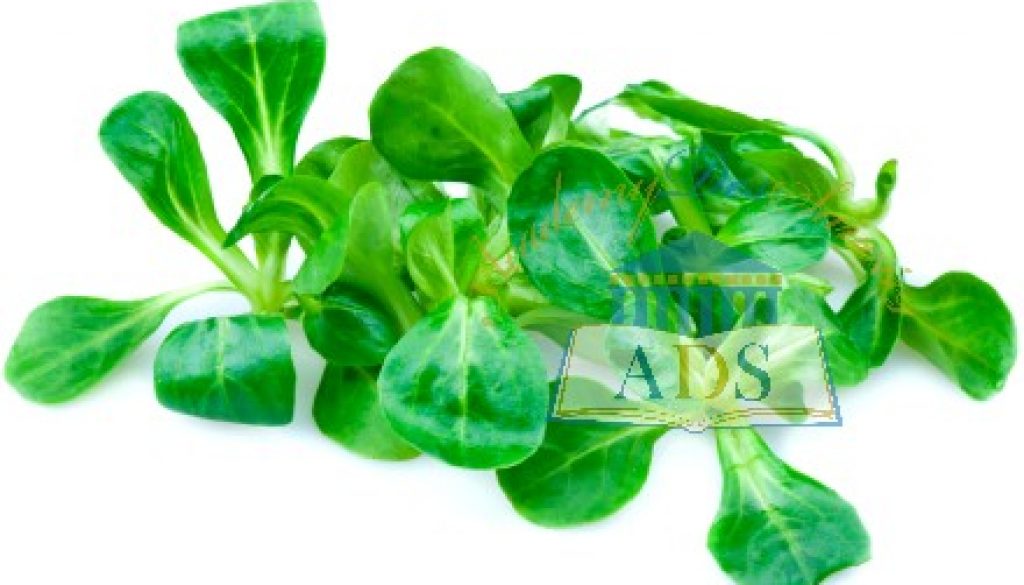 LA MÂCHE – Academy Des Savoirs